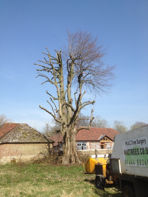 lime half pollard | mac trees